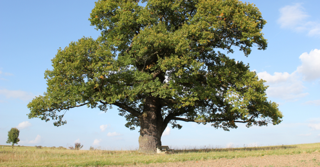 5 Reasons Catholics Should Care for Creation - Catholic Rural Life