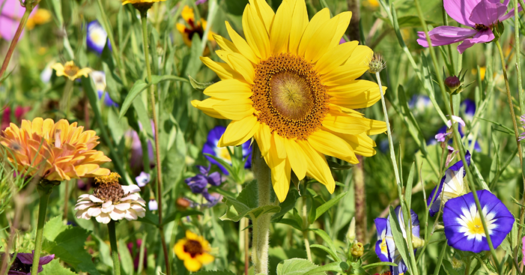 Ten Commandments for the Environment - Catholic Rural Life
